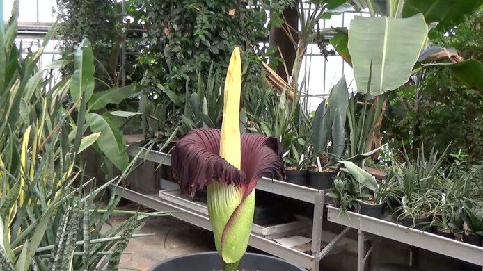 ‘Penisplant’ met sterk geurtje in Gentse plantentuin staat in bloei ...