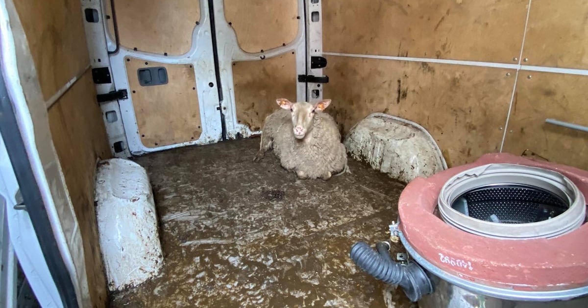 Tien schapen illegaal geslacht in garage, schaap ‘Darling’ kan net op ...