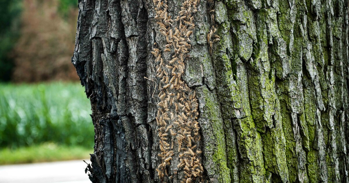 Eikenbomen beneveld met bacterie om processierups te bestrijden ...