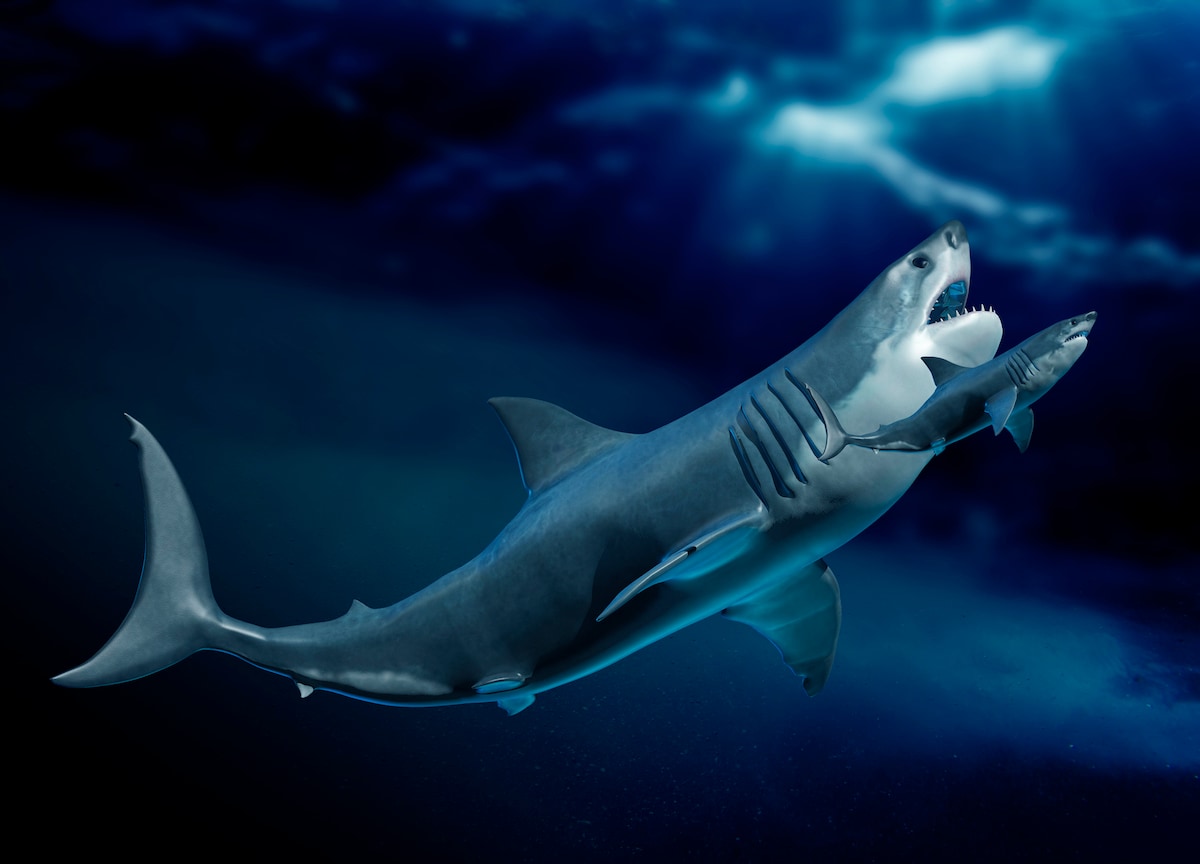 Megalodon, de grootste haai ooit, blijkt nog groter te zijn in studie ...