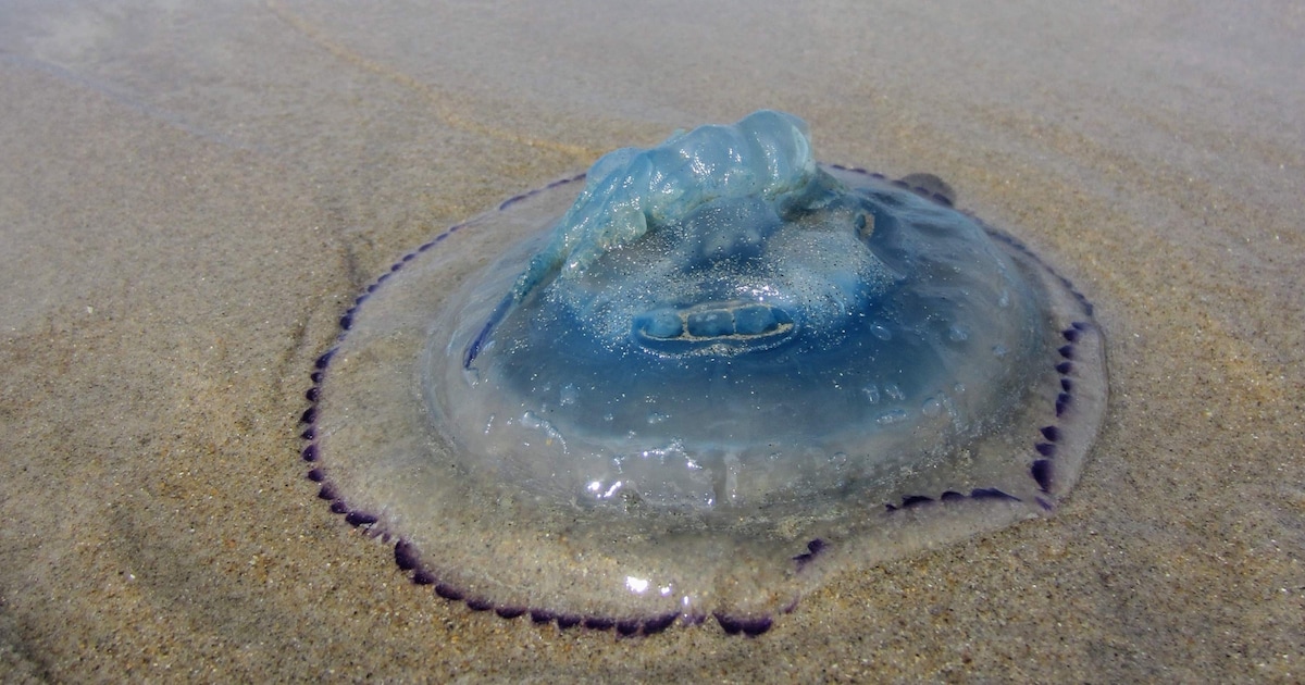 Blauwe kwallen kleuren de Belgische kust na stormweer: “Als de stroming richting het strand gaat ...