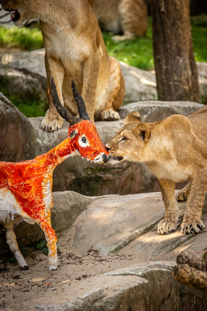 Antwerpse leeuwenwelpen ‘verscheuren’ zebra, impala en giraf: “We ...