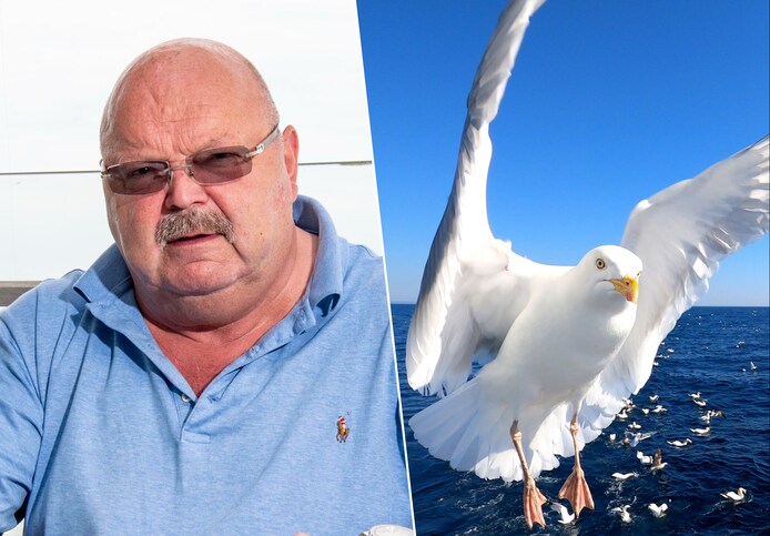 Michel Van den Brande riskeert celstraf voor ‘doden van een meeuw ...