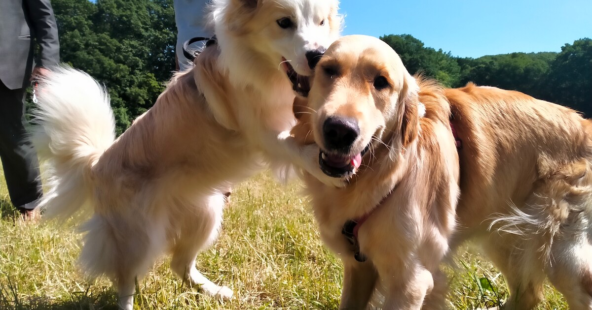 Nieuwe hondenloopzone ‘De Fort’ opent in mei: “De grootste van Heist en omstreken” | Heist-Op ...