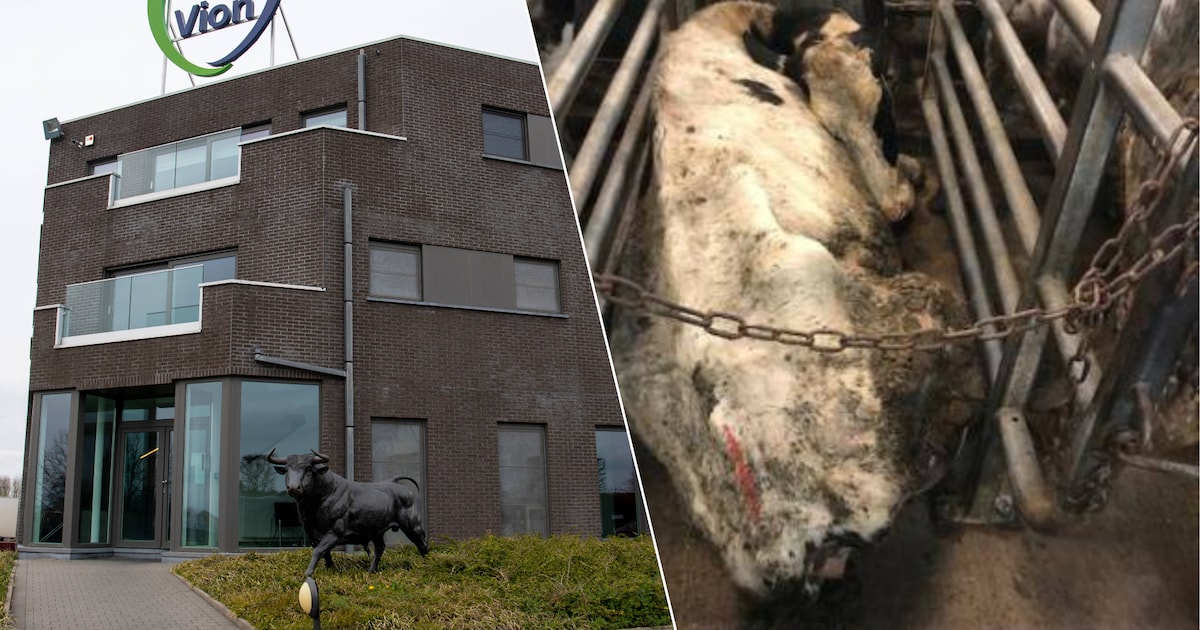 Animal Rights klaagt dierenmishandeling in slachthuis Adriaens-Vion aan ...