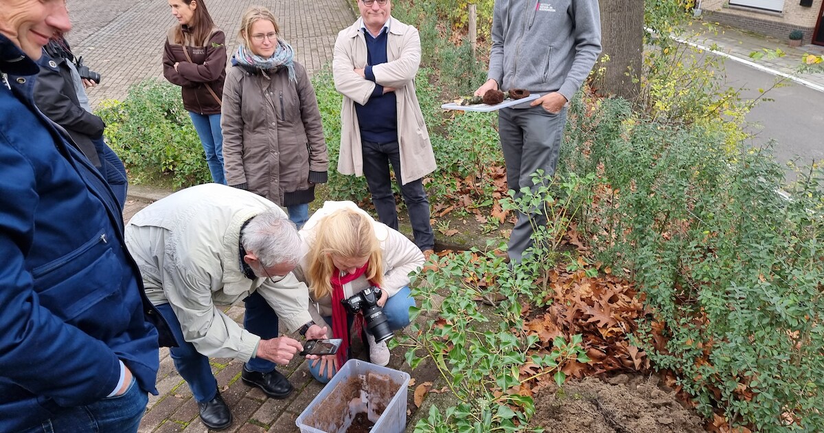Vlaamse primeur in Huizingen: wetenschappers zetten grootste kever van ...