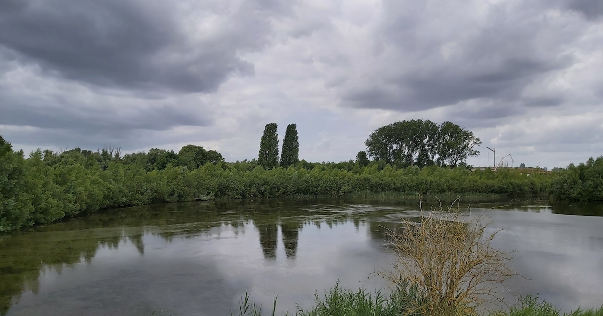 Dode ree gevonden in natuurgebied Het Rot op Linkeroever | Antwerpen ...