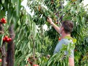 20 tot 30 procent van Limburgse kersen beschadigd door regen en hagel ...