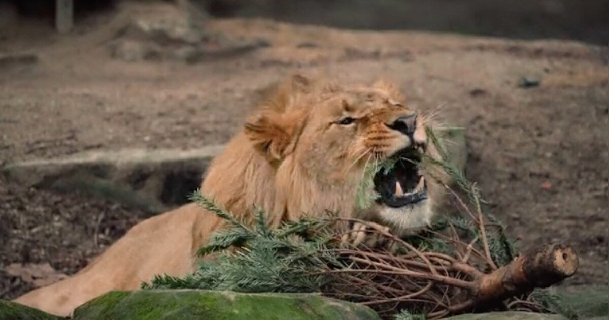 KIJK. Dieren in de ZOO krijgen kerstbomen om mee te spelen | Antwerpen | HLN.be