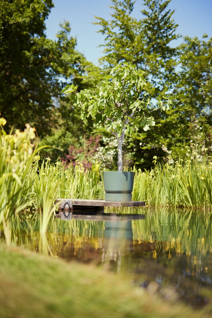 “Dit gratis trucje is handig voor tomaten”: 6 tips om goedkoop en ...