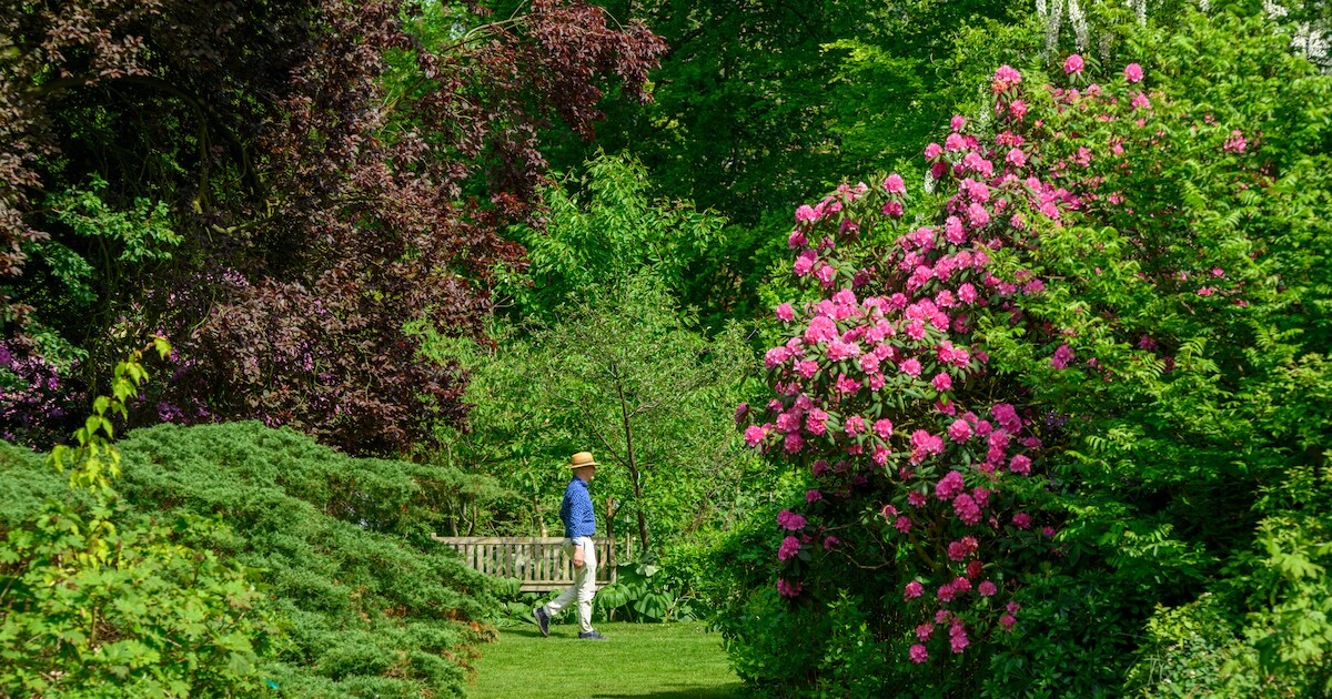 Rododendron wordt bestreden in Brasschaatse natuurgebieden: “Uitheemse ...