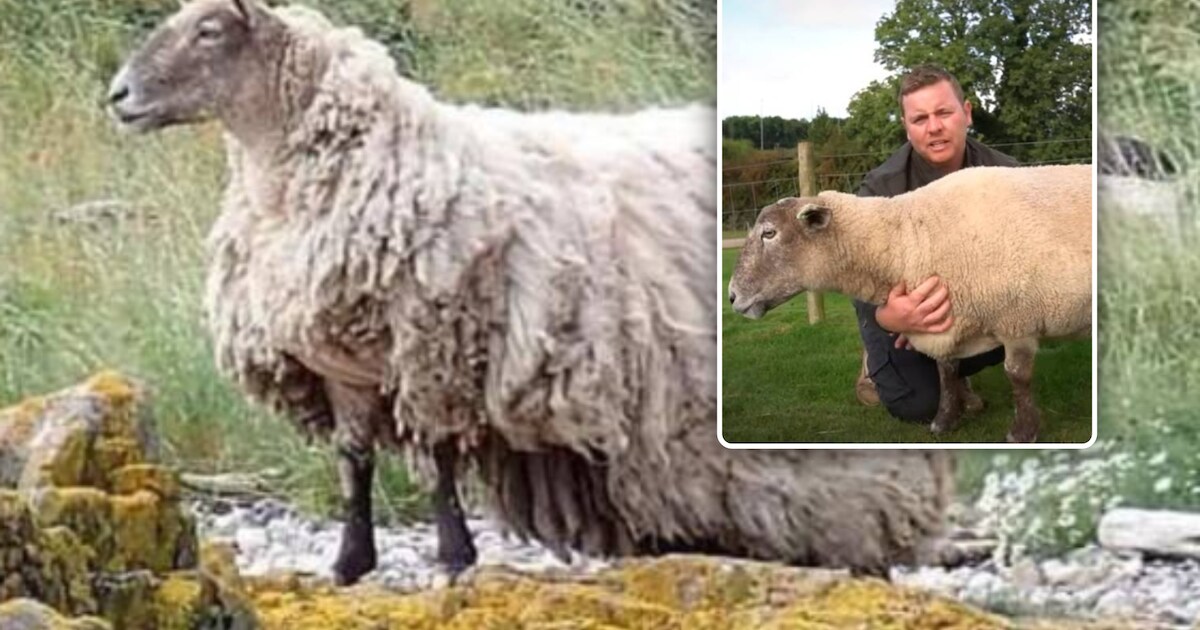 “Eenzaamste schaap” overwint twee jaar na zware redding van Schotse ...