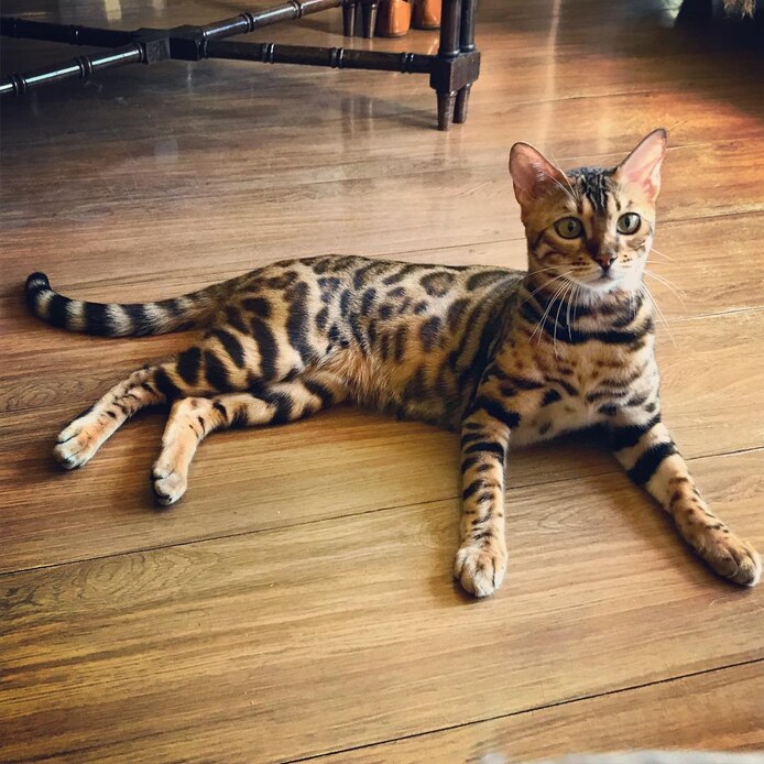 Brussel verbiedt hybride- en vouwoorkatten | Brussel | hln.be