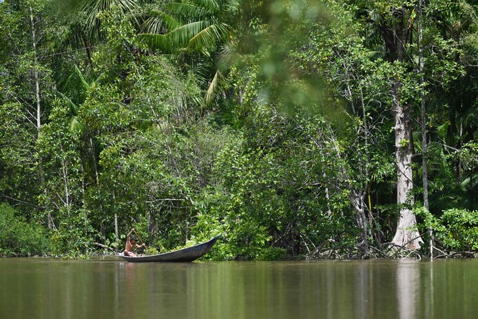 Ontbossing Braziliaanse Amazonewoud op laagste niveau sinds 2018 ...