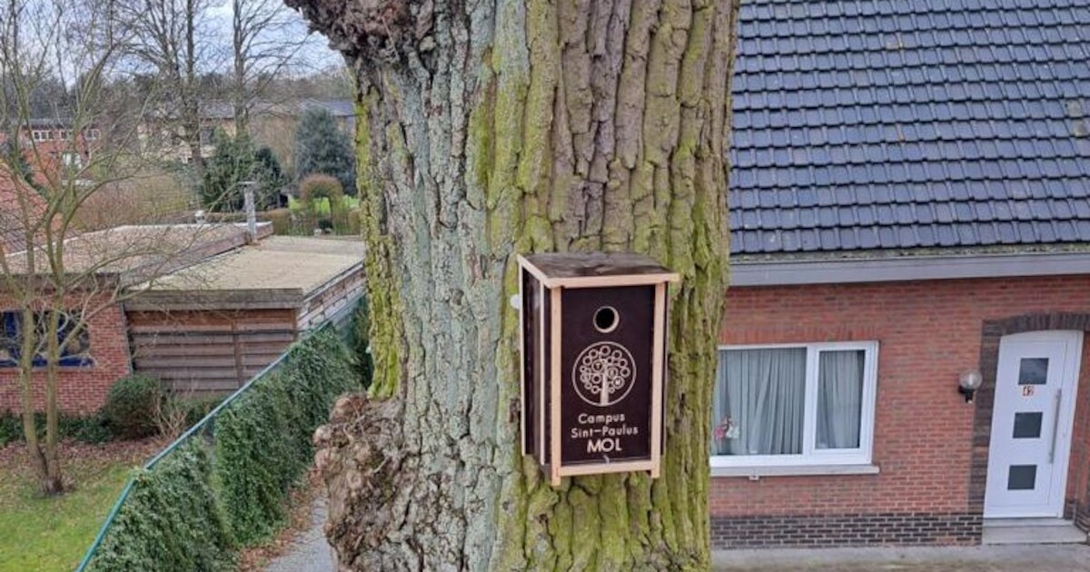 Leerlingen Campus Sint-Paulus maken nestkastjes om processierups te ...