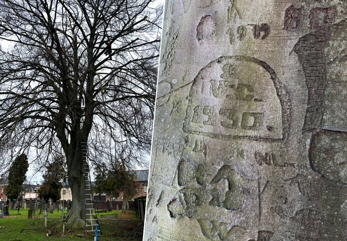 Erfgoedboom in Maasmechelen krijgt speciale verzorging: “In de stam ...