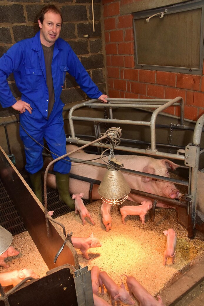 Zeug overleeft 40 uur in beerput en baart dan 12 gezonde biggetjes ...