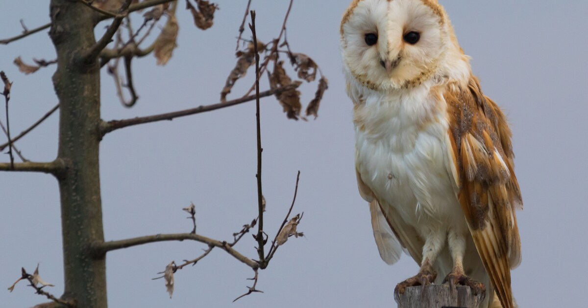 Lezing over kerkuilen en vleermuizen | Herzele | HLN.be