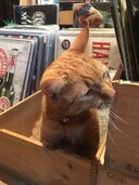 Kater Aldo verkent volledig Gent, maar dutjes in Design Museum vormen ...