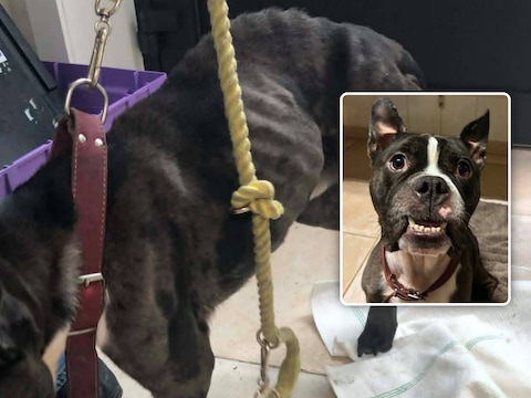 Bulldog Thor vecht voor zijn leven na extreme uithongering in Ronse ...