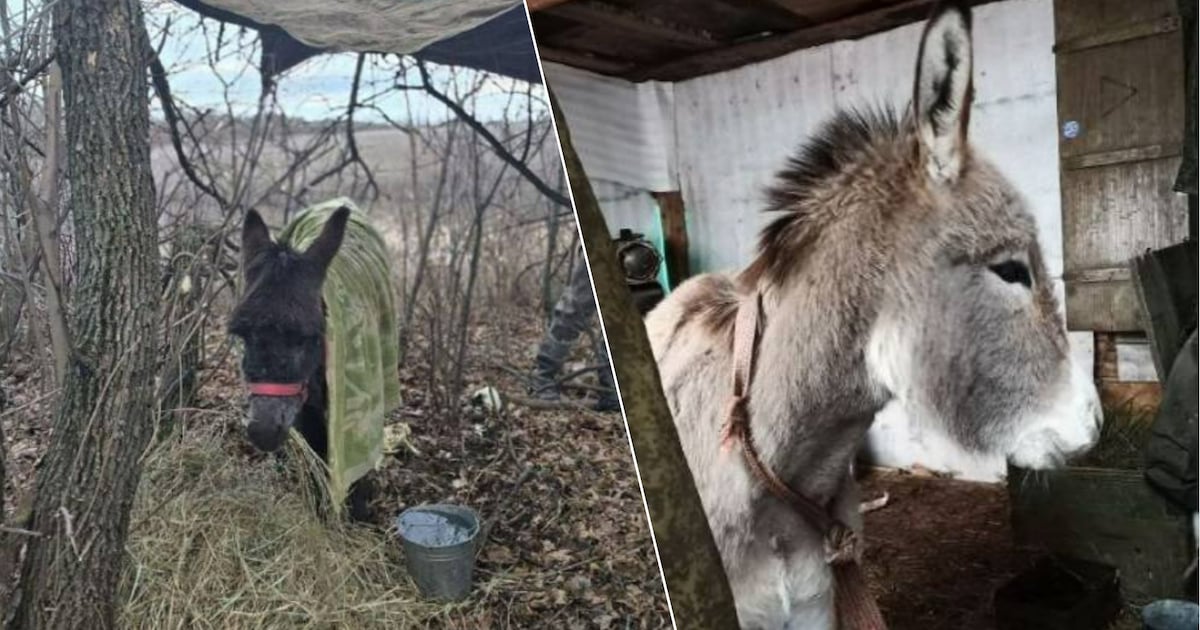 Russisch leger gebruikt ezels voor bevoorrading front. “Compleet ...