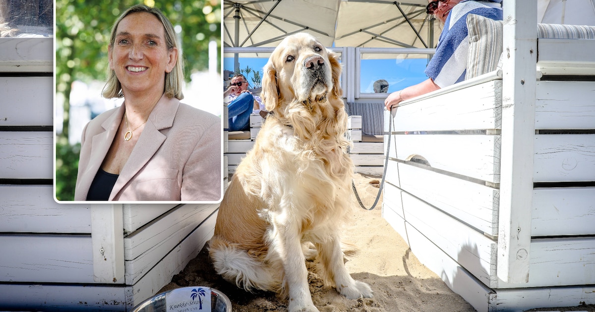 Honden vanaf nu officieel welkom in strandbars in Knokke-Heist: “De ...