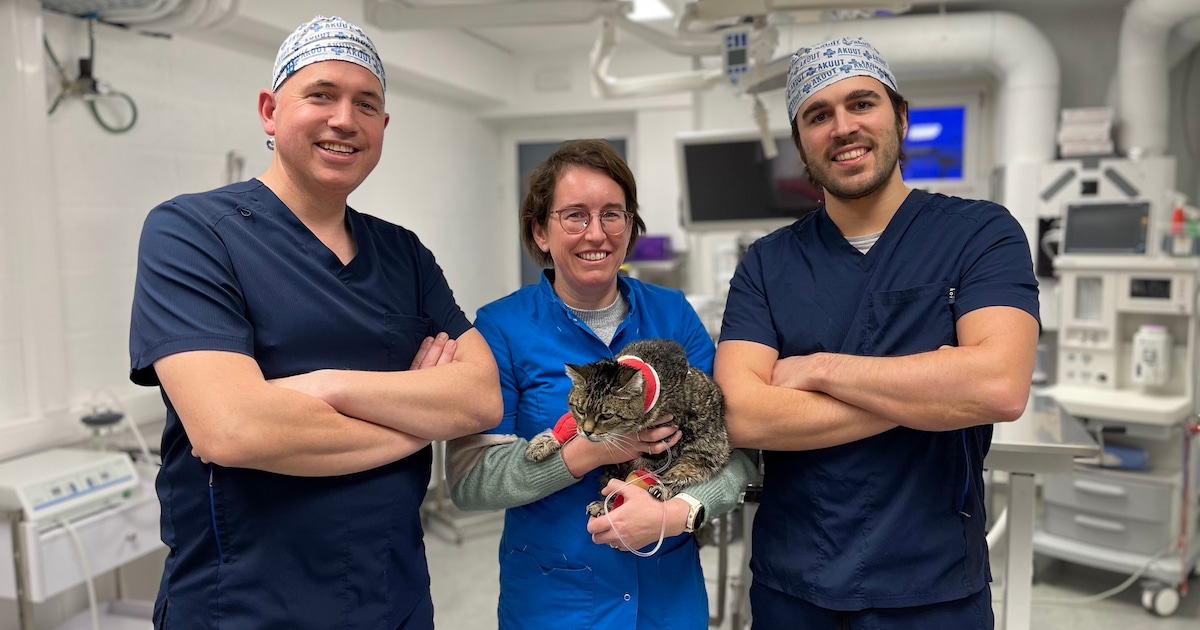 Dierenartsen Akuut verwijderen hersentumor bij kat met behulp van… 3D ...