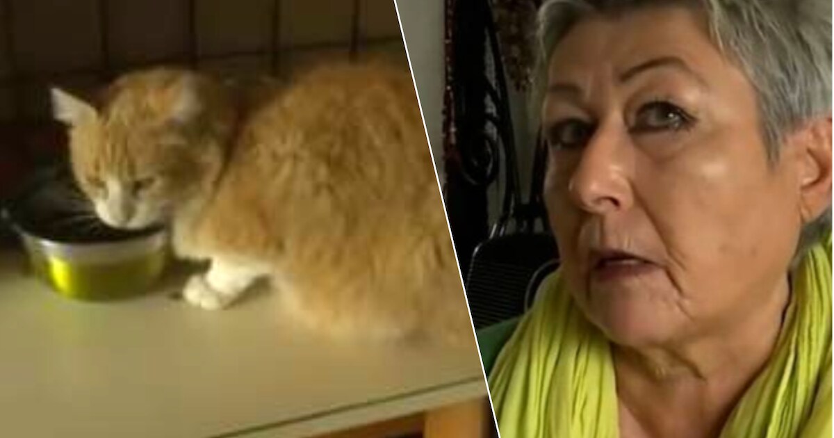 Plasjes van kat Rémi kosten baasje 1.250 euro, viervoeter krijgt ...