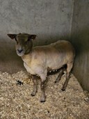 Schaap dat na 5 jaar geschoren werd, heeft nu ook nieuwe thuis: “Maar ...