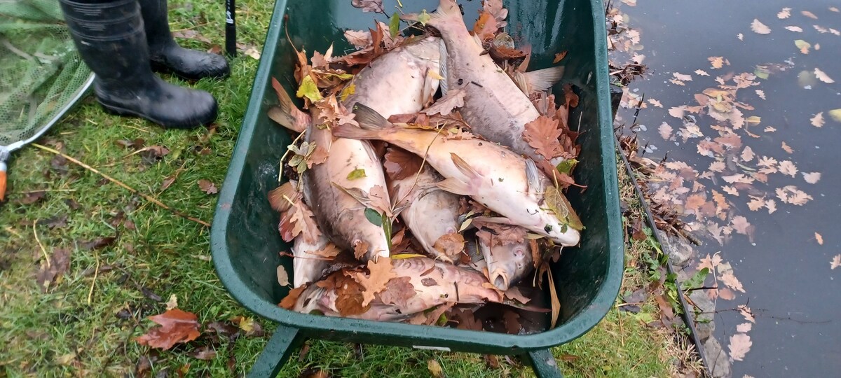 Al 600 kilo dode vis uit Plataanvijver geruimd | Izegem | HLN.be