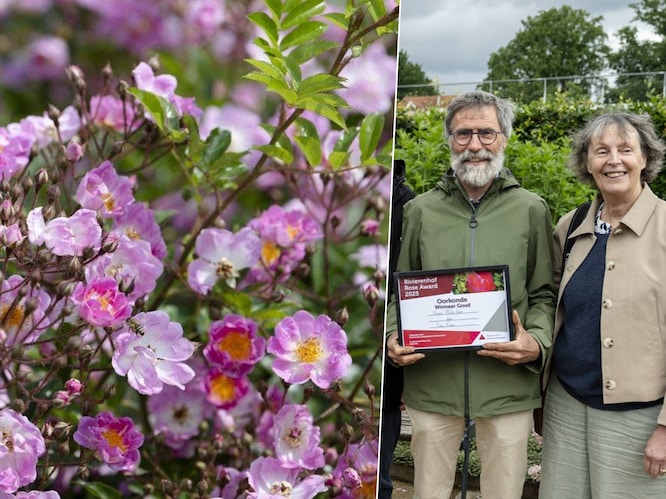 Derde grootste diamant ooit in Antwerpse handen: HB Antwerp zal steen ...