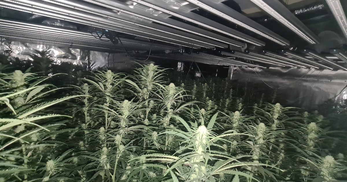 Professionele plantage brengt zevental voor rechter: “Niet het minste ...