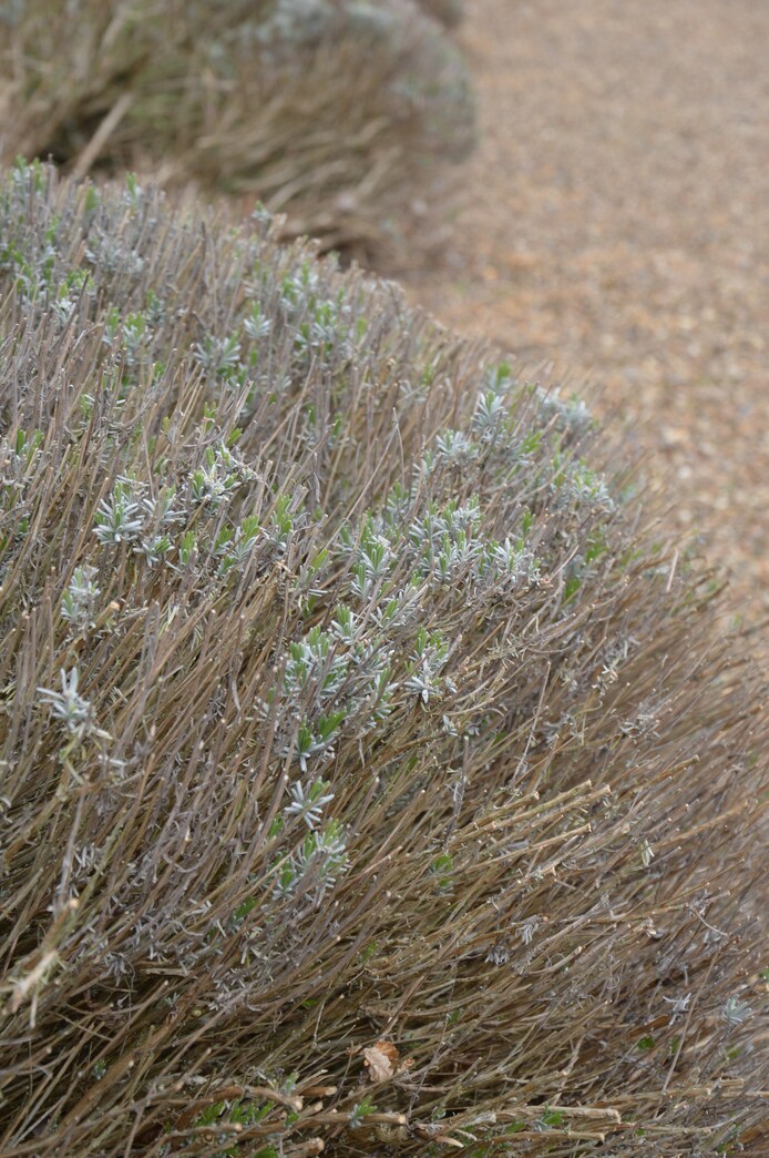 Natte winter was genadeloos voor een van de populairste planten in ...
