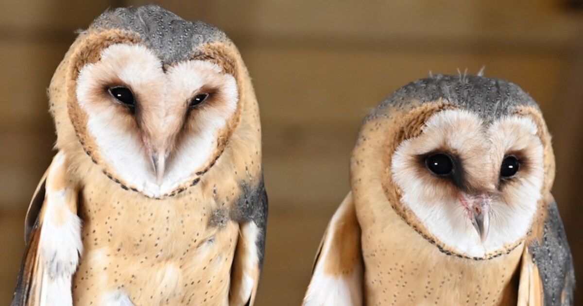 Kerkuilen Tyto en Alba zien levenslicht in kerk van Poesele | Deinze ...