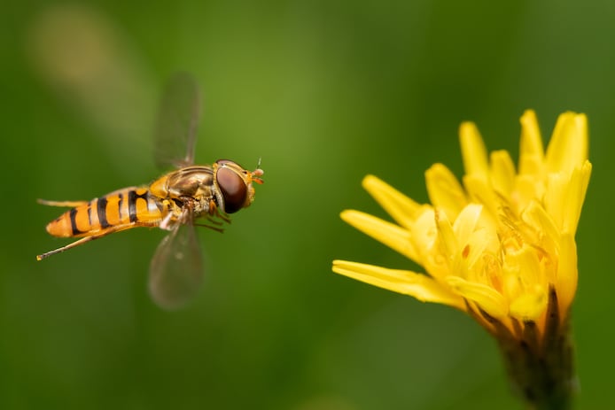 Niet alles wat zwart en geel gestreept is steekt: “dit insect noemen ze ...