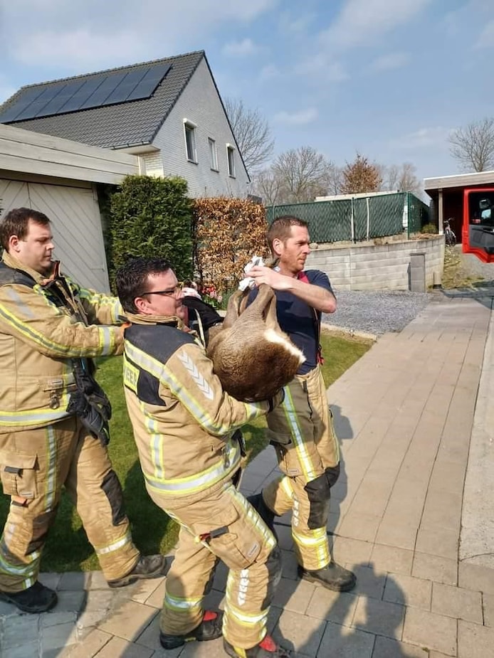 Dode ree gevonden in Ieperse centrum | Ieper | hln.be