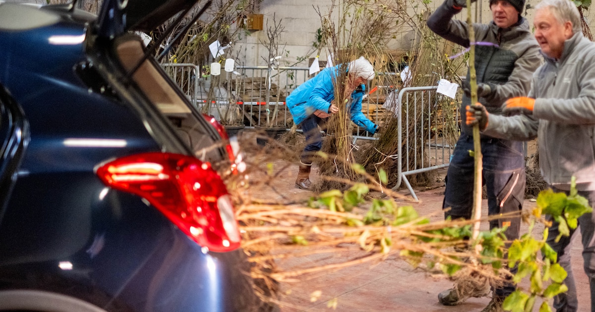 Dilbeek organiseert nieuwe editie van ‘Boom zoekt grond’ | Regio | HLN.be